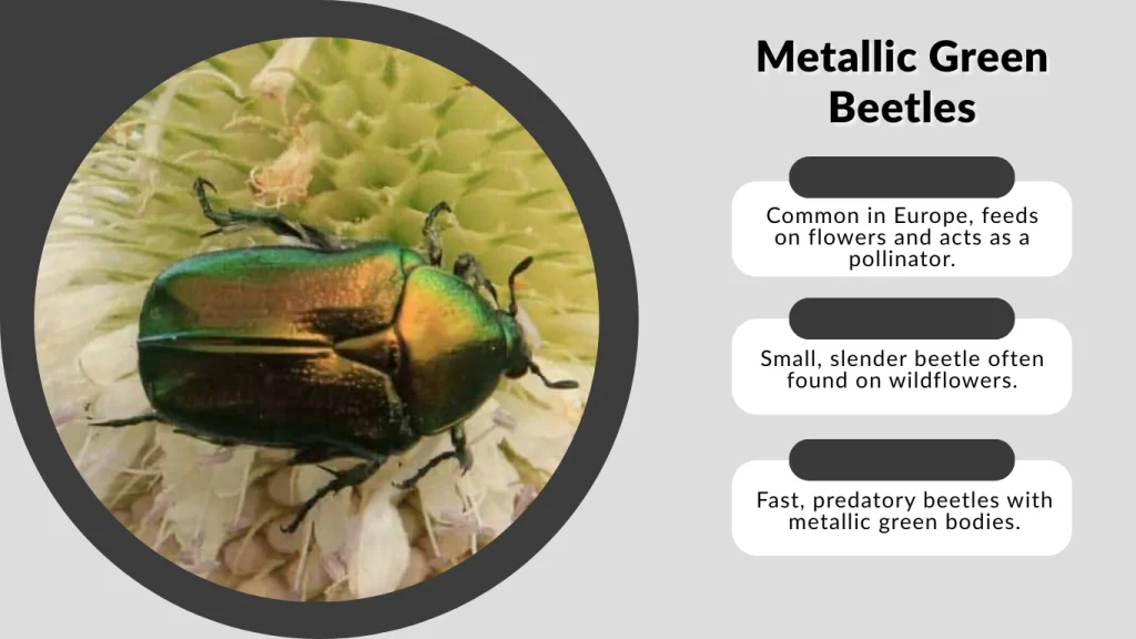Green Beetles: Types, Behavior, and Importance