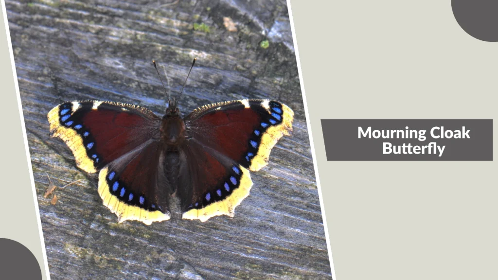 15 Types of Brush-footed Butterflies (Nymphalidae): Identification by ...