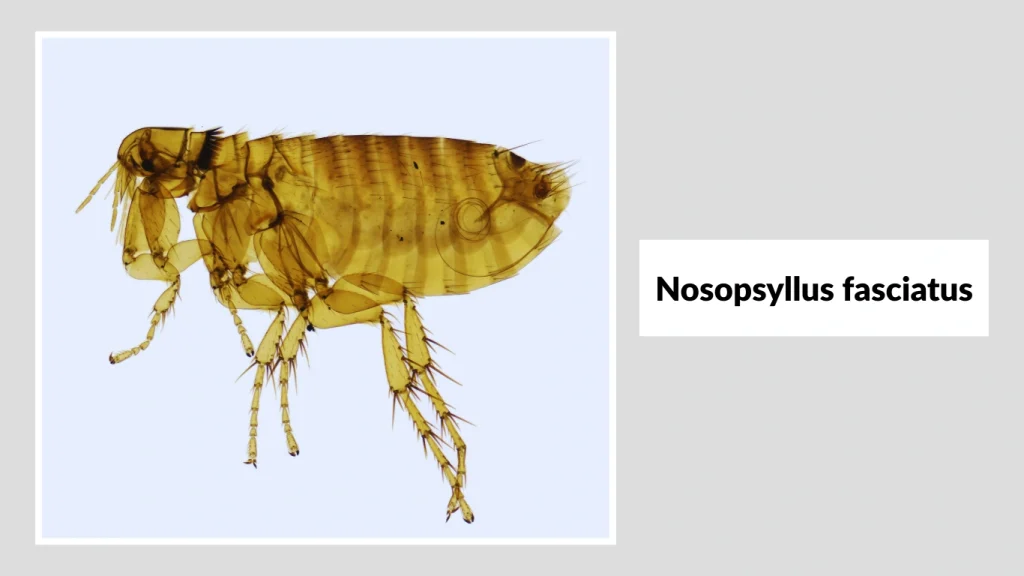 15 Types of Rat Fleas: Identification With Pictures