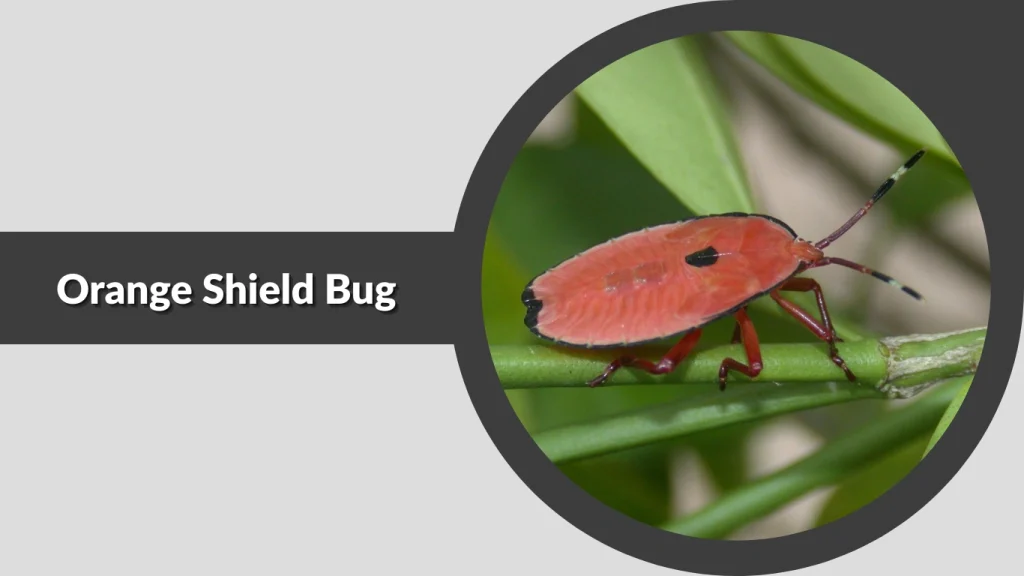 27 Types of Shield Bugs: Identification with Pictures