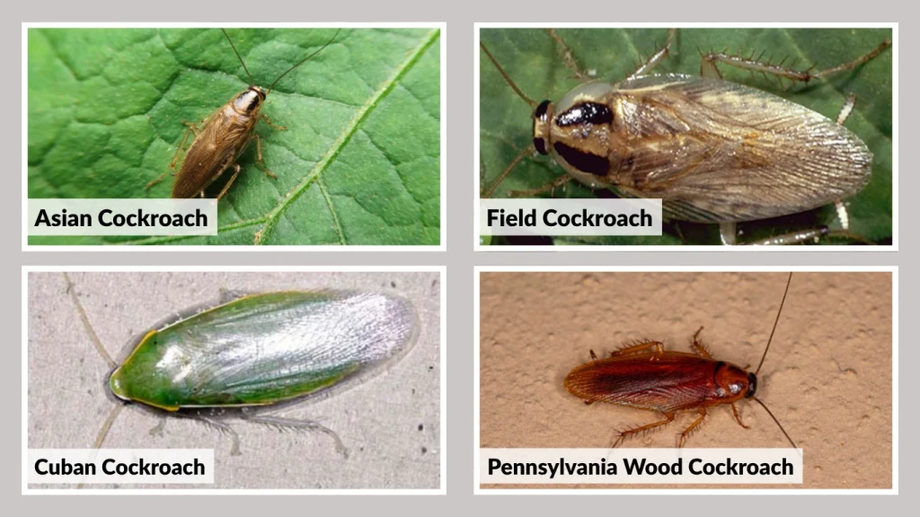 Types of Roaches: How to Identify Different Species
