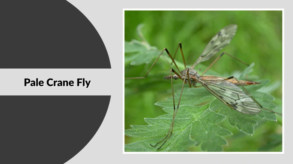 23 Types of Crane Flies (Tipulidae): species identification