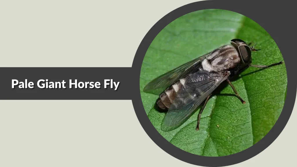 27 Types Of Horse Flies Tabanidae Differences Species