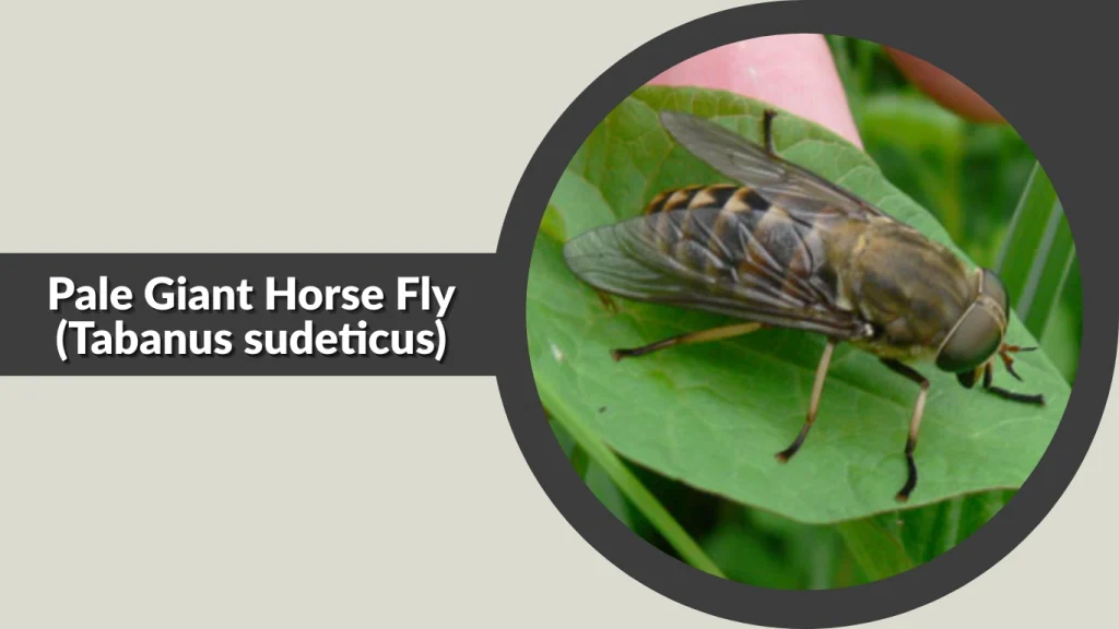 27 Types Of Horse Flies Tabanidae Differences Species