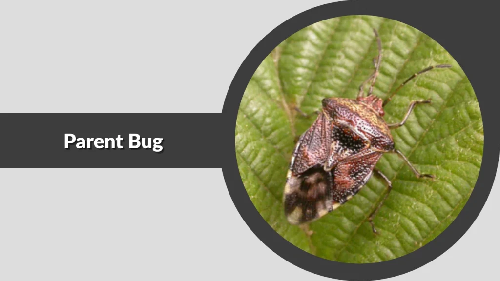 27 Types of Shield Bugs: Identification with Pictures