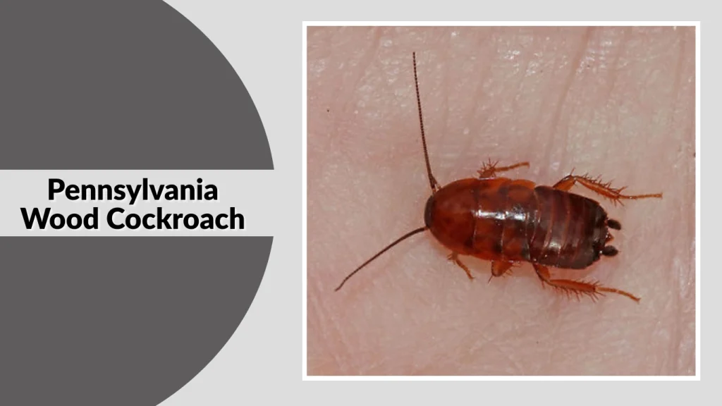 12 Types of Wood Cockroach: Identification With Pictures