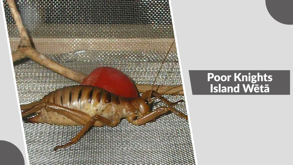 25 Types of wetas Insects: identification with Pictures