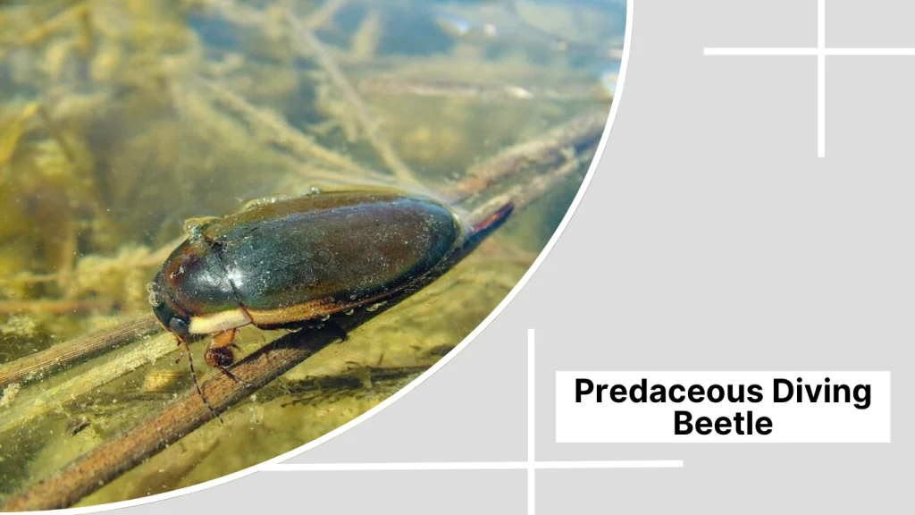 25 Common Types of Water Bugs: Identification With Pictures