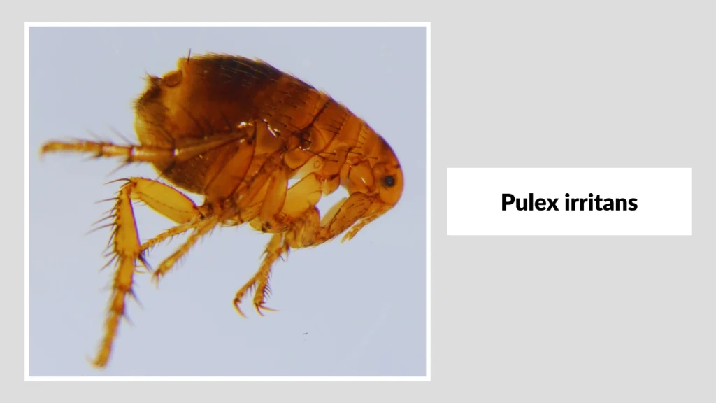 15 Types of Dog Fleas: Identification with Pictures