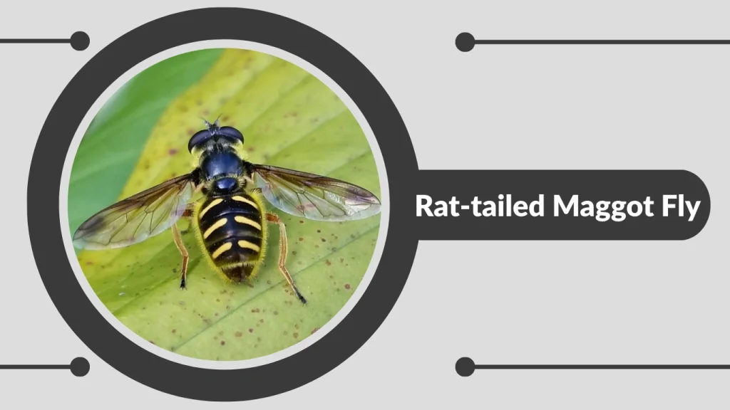 25 Types of Hoverflies (Syrphidae): Species identification