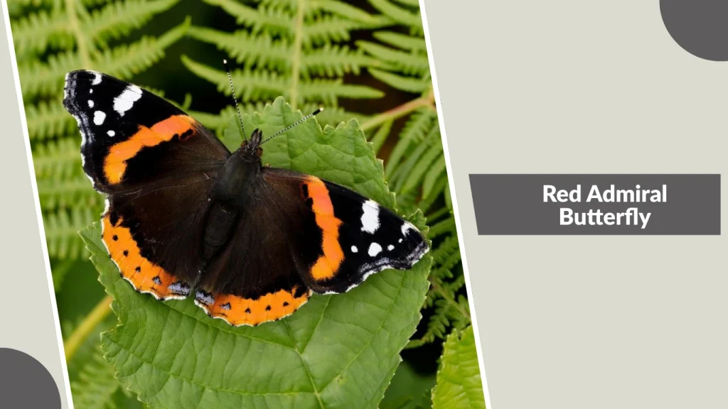 15 Types of Brush-footed Butterflies (Nymphalidae): Identification by ...