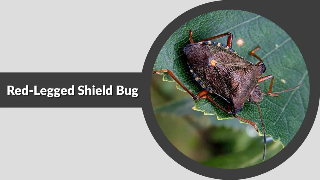 27 Types of Shield Bugs: Identification with Pictures