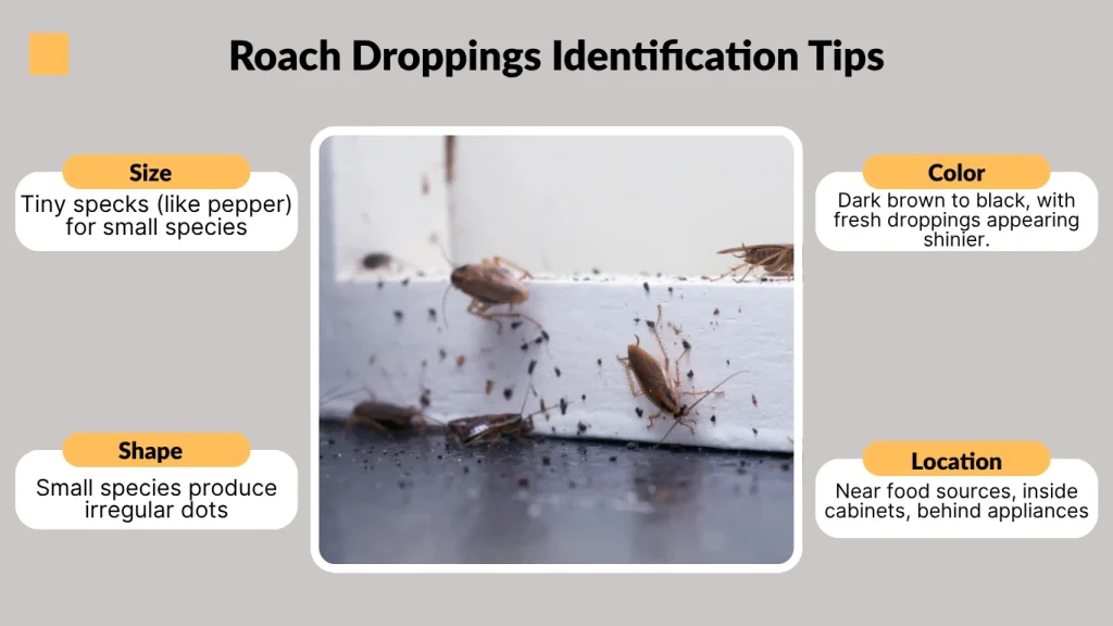 Roach Droppings: Identification, Safe Cleaning Guide