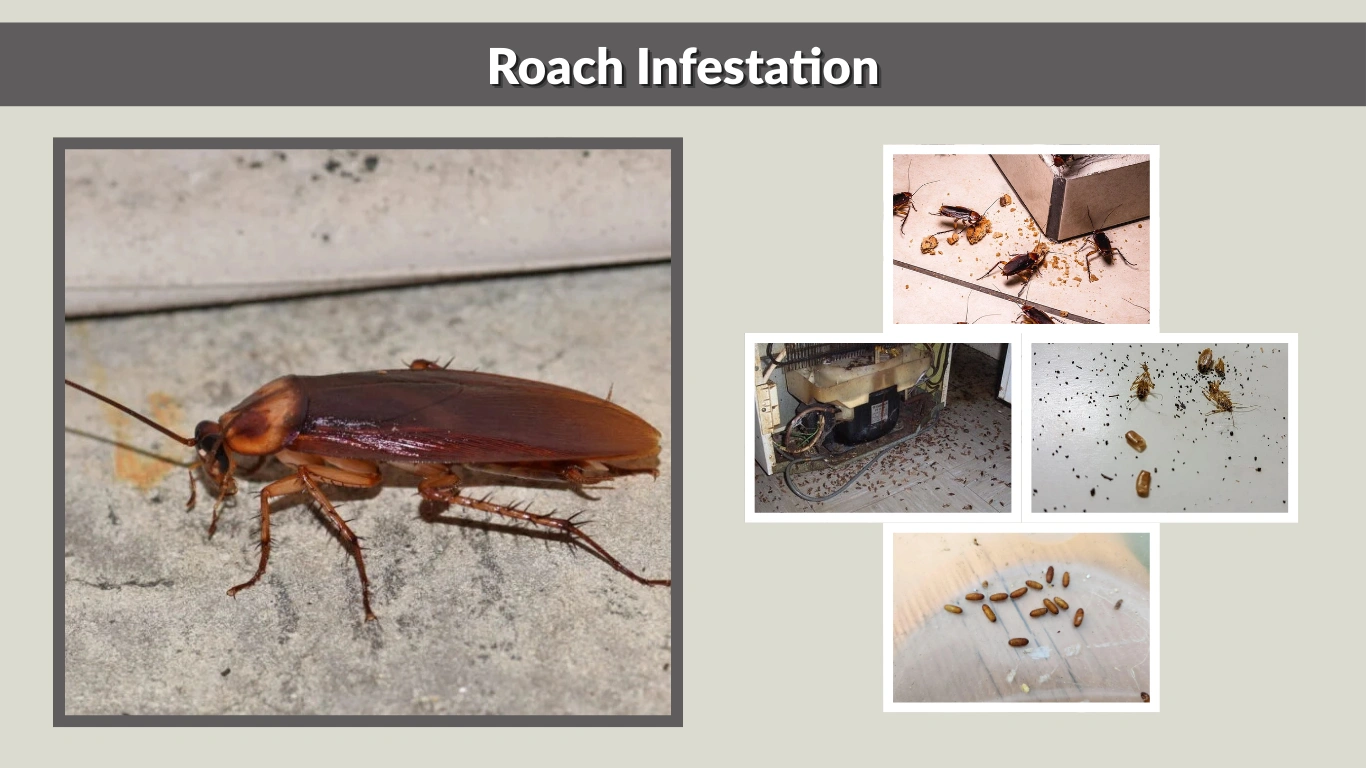 Roach Infestation: Signs, Causes, and Solutions for Every Situation