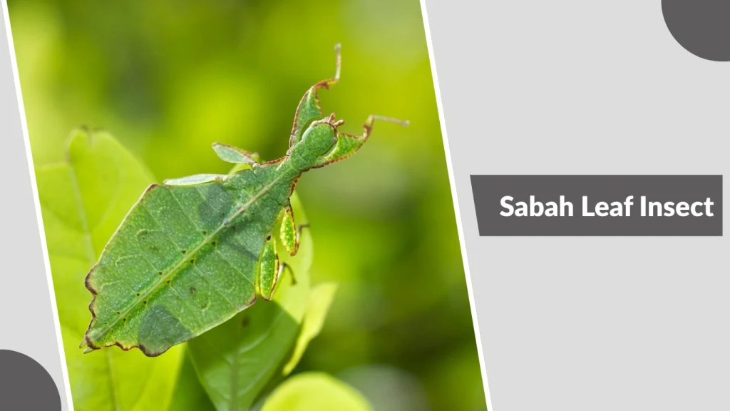 25 Types of Leaf Insects: Identification with Pictures