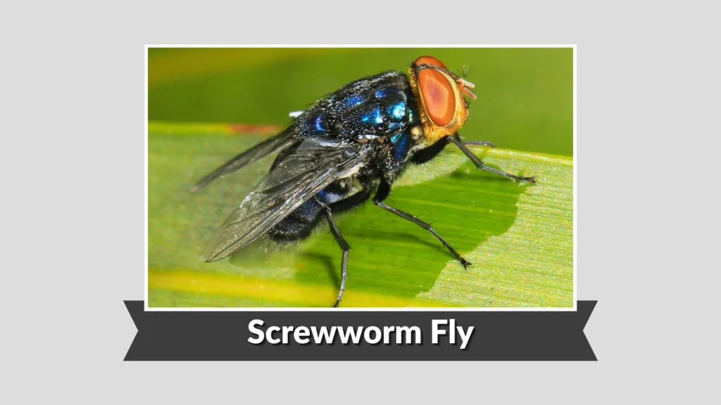 17 Types of Blow Flies: Identification with Pictures