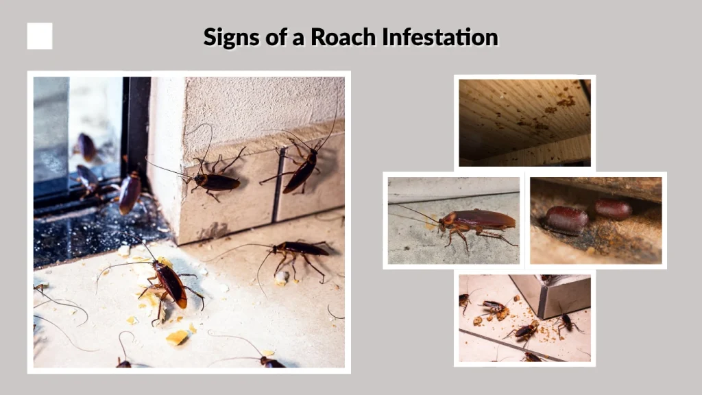 How to Get Rid of Roaches Permanently: 7 Effective Methods