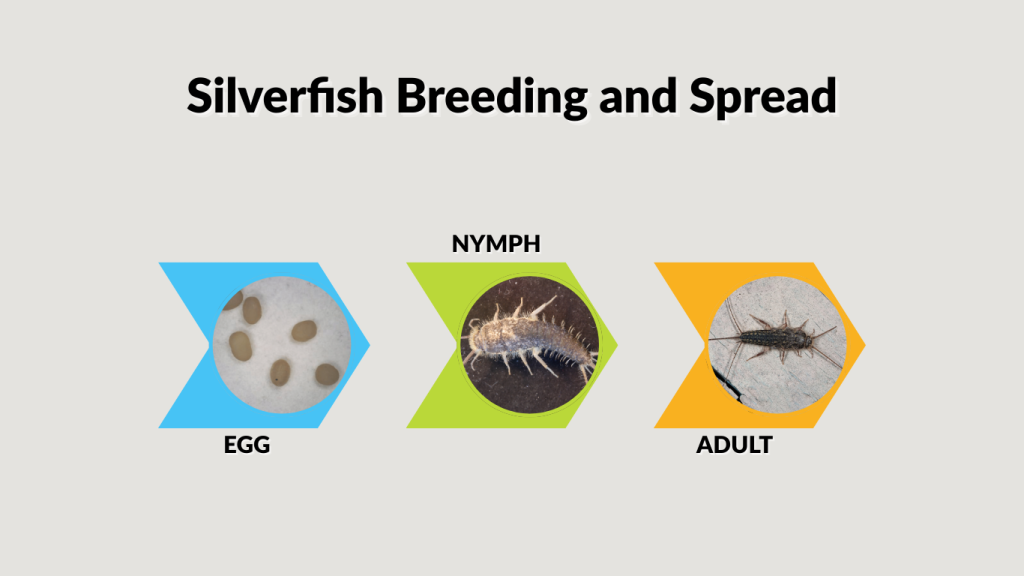 Where Do Silverfish Come From: Origins, Entry Points