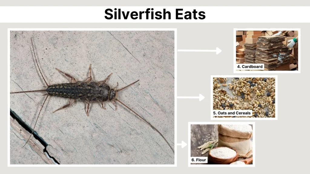 What Do Silverfish Eat: 12 Common Foods They Like & How to Find
