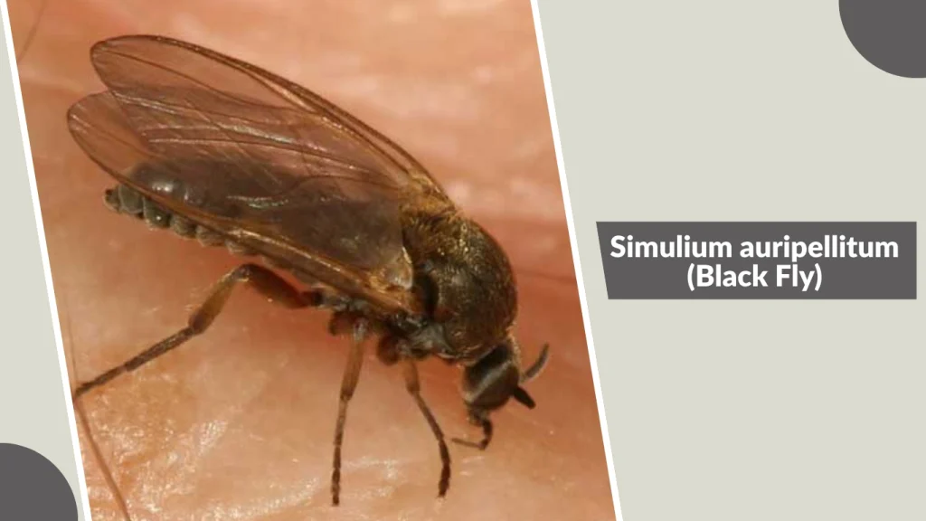 25 Types of Black Flies: Identification With Pictures
