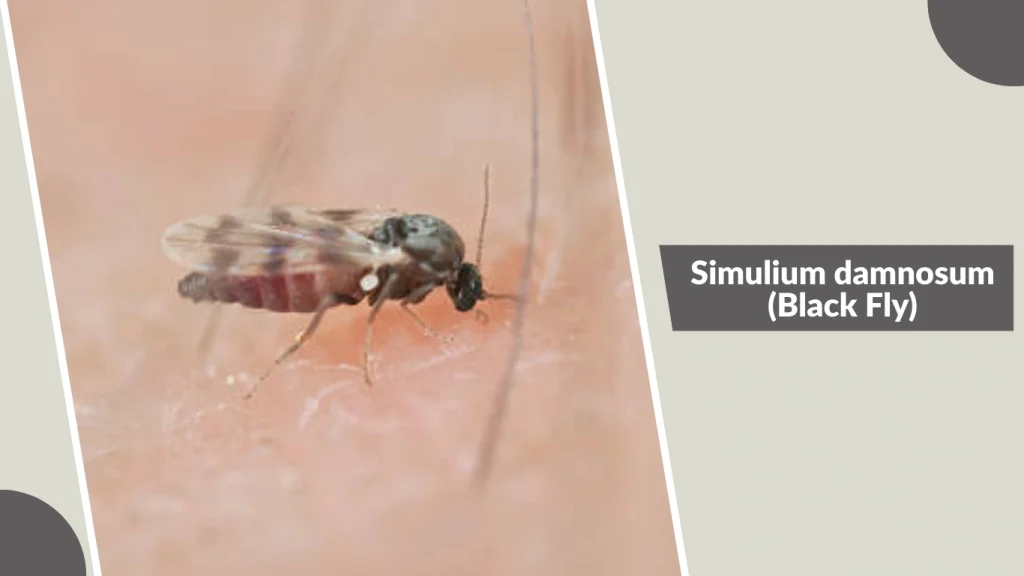 25 Types of Black Flies: Identification With Pictures