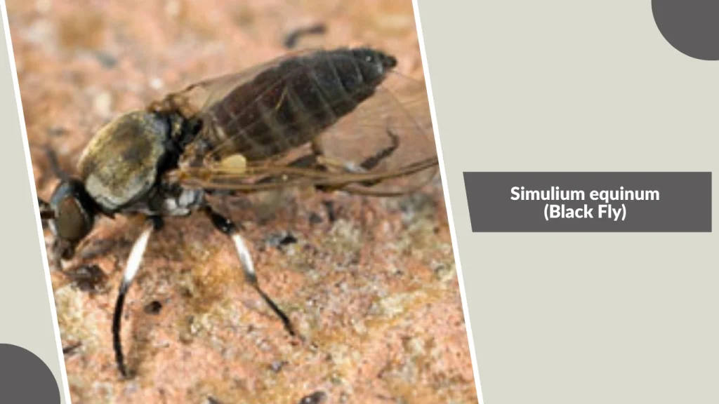 25 Types of Black Flies: Identification With Pictures