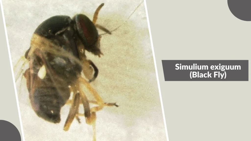 25 Types of Black Flies: Identification With Pictures