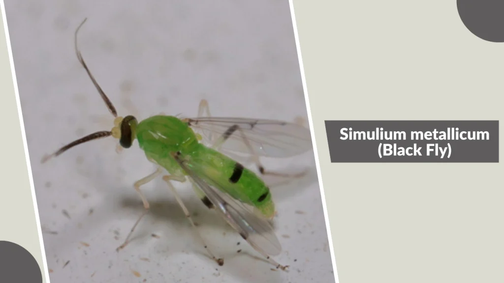 25 Types of Black Flies: Identification With Pictures