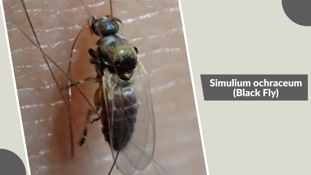 25 Types of Black Flies: Identification With Pictures