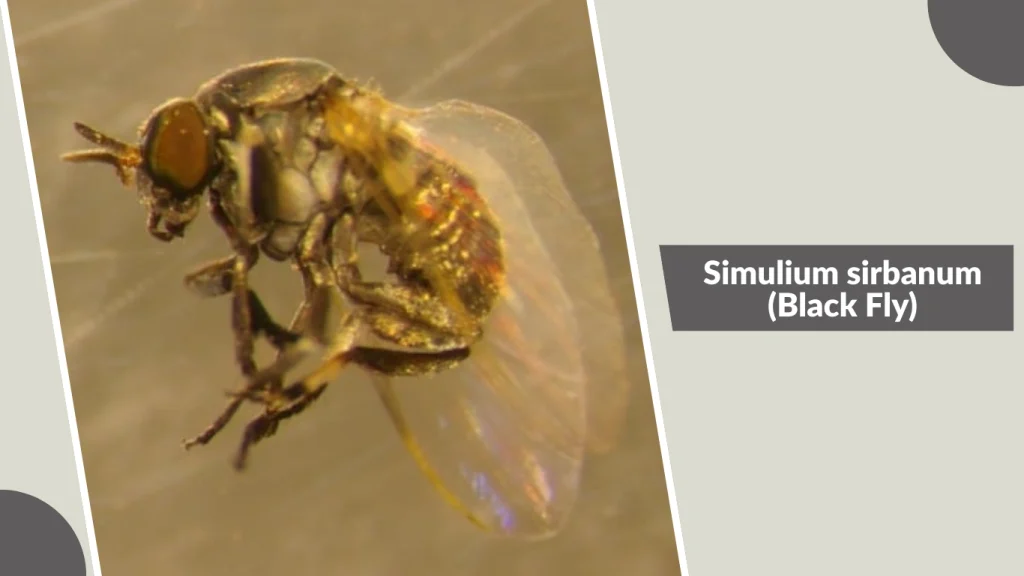 25 Types of Black Flies: Identification With Pictures