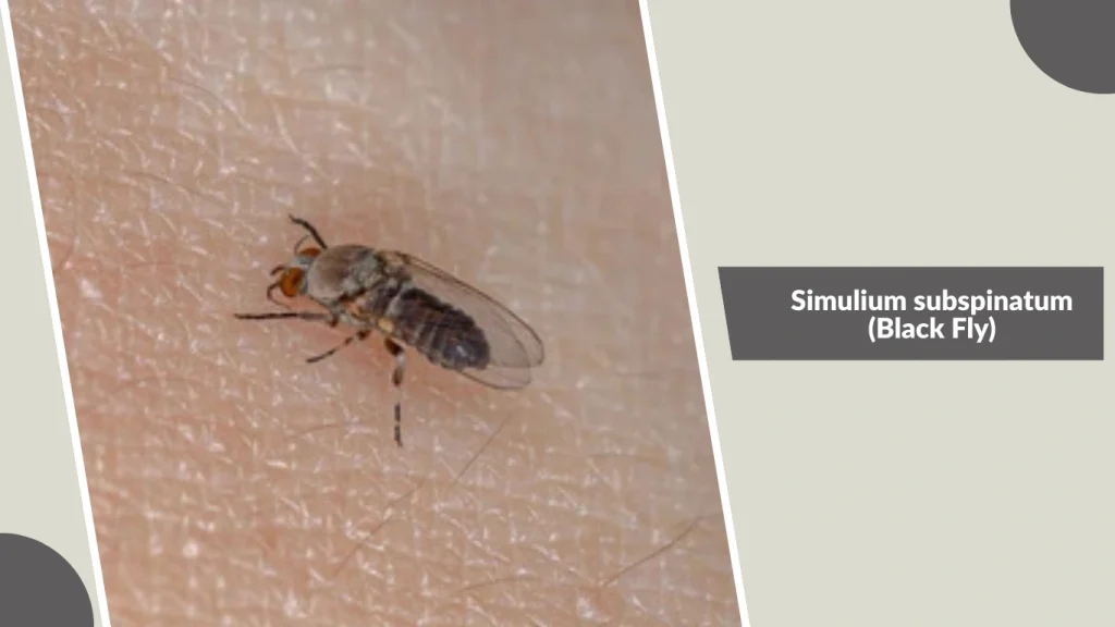 25 Types of Black Flies: Identification With Pictures