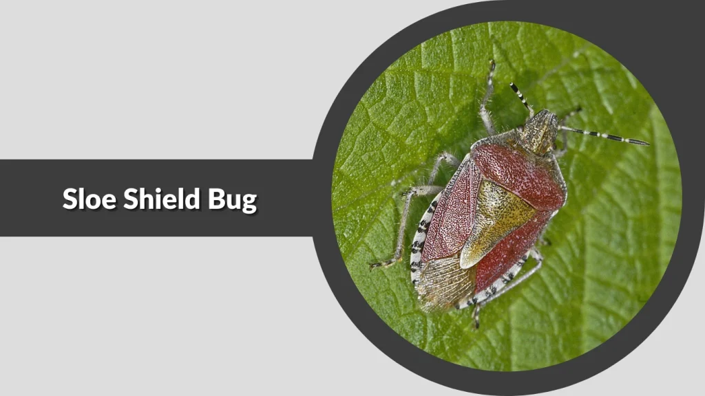 27 Types of Shield Bugs: Identification with Pictures