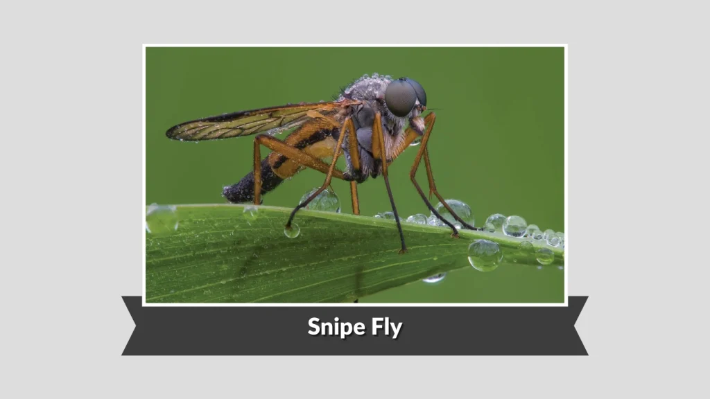 7 Tiny Black Flying Bugs That Bite and Itch (With Pictures)