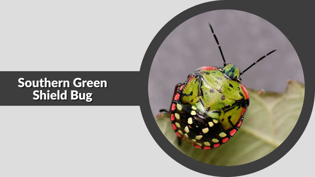 27 Types of Shield Bugs: Identification with Pictures