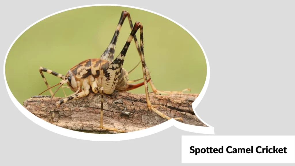15 Types of Camel Cricket: Identification with Pictures
