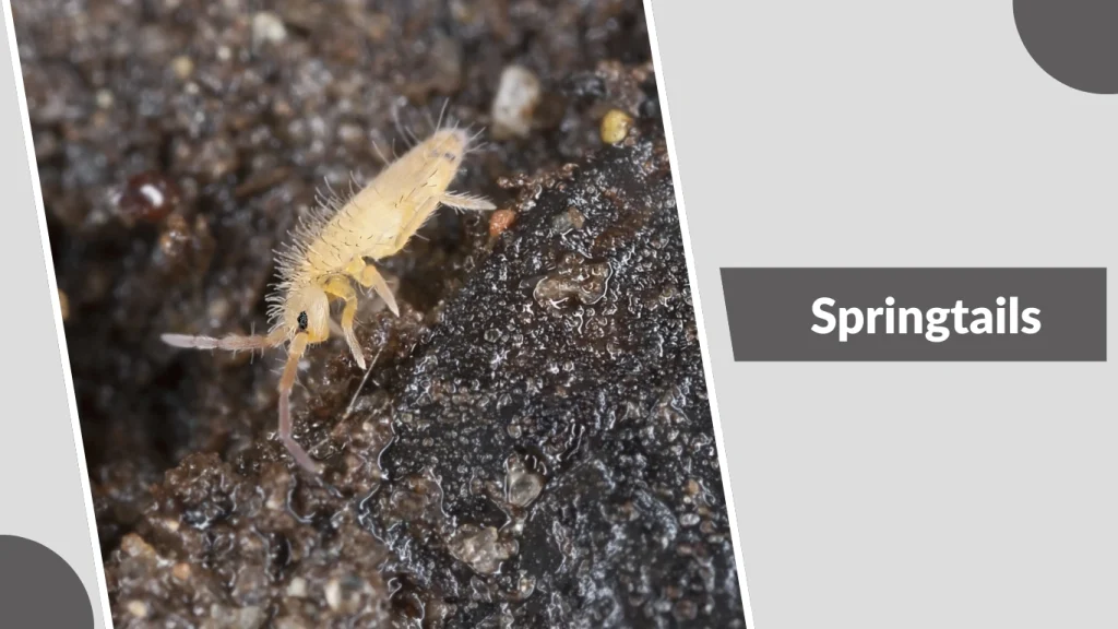 13 Tiny Black Bugs That Jump Like Fleas (ID with Pictures)