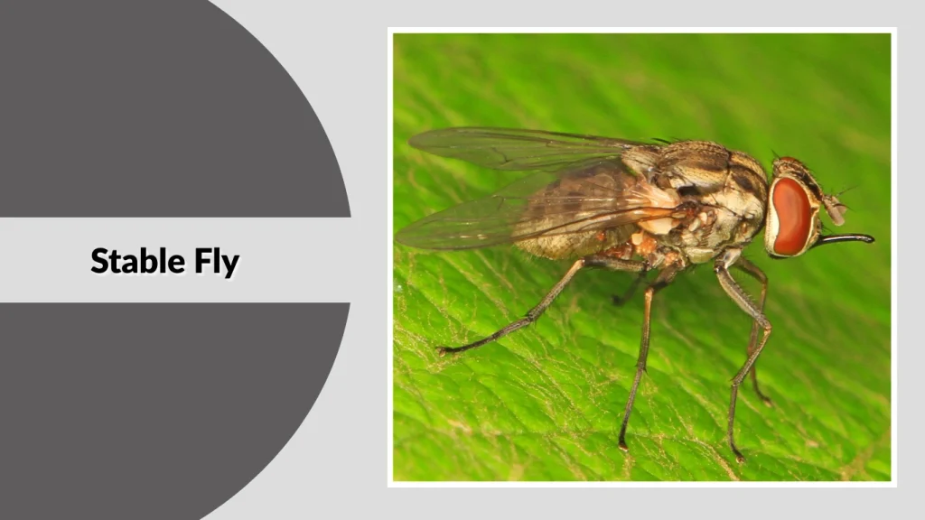 12 Types of House Flies: Identification With Pictures