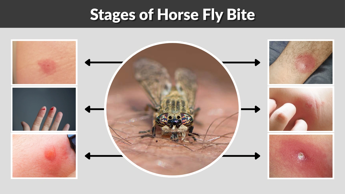 Stages Of Horse Fly Bite Symptoms Pictures And Treatment