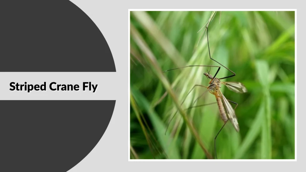 23 Types of Crane Flies (Tipulidae): species identification