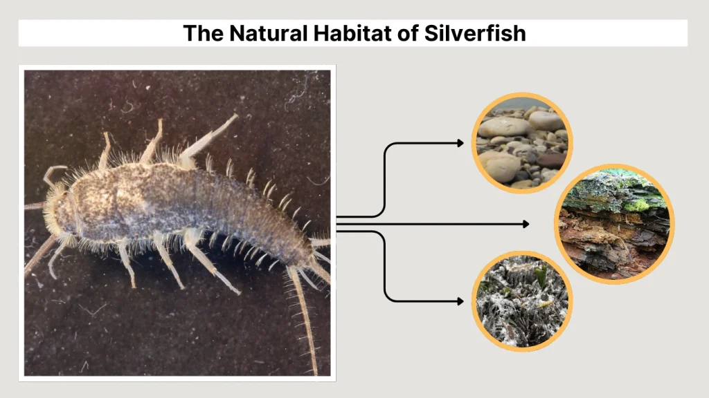 Where Do Silverfish Come From: Origins, Entry Points