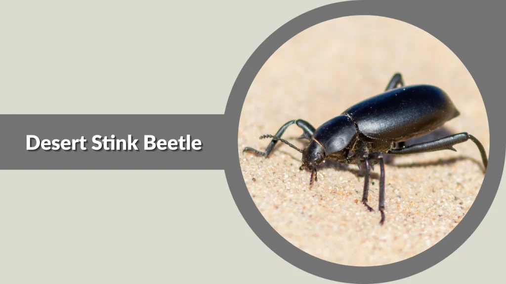 23 Types of Darkling Beetle: Identification With Pictures