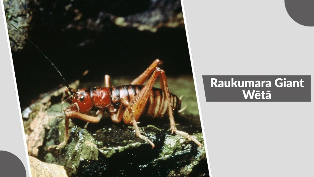 25 Types of wetas Insects: identification with Pictures