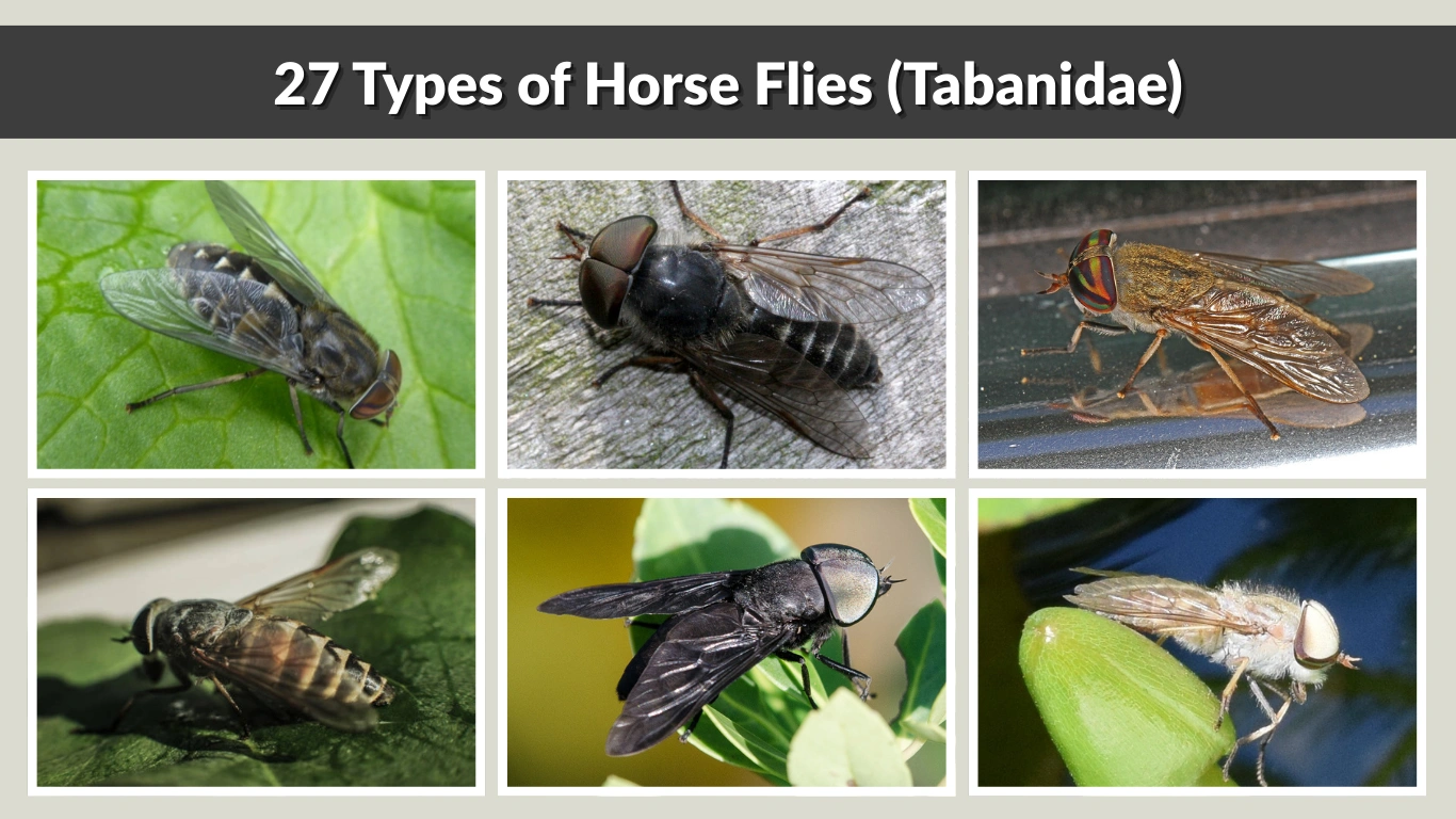 27 Types of Horse Flies (Tabanidae): Differences Species
