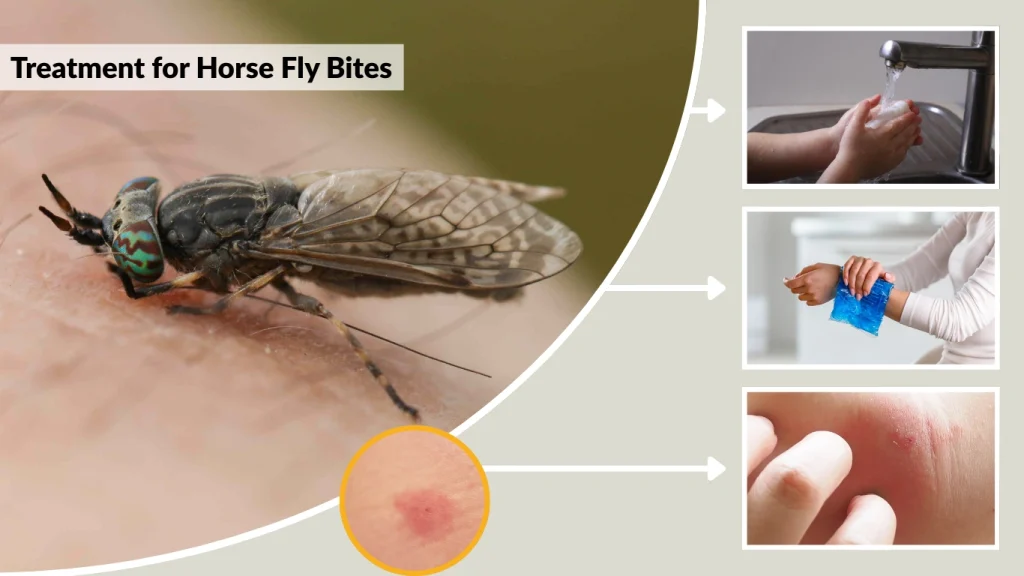 Stages of Horse Fly Bite: Symptoms, Pictures, and Treatment