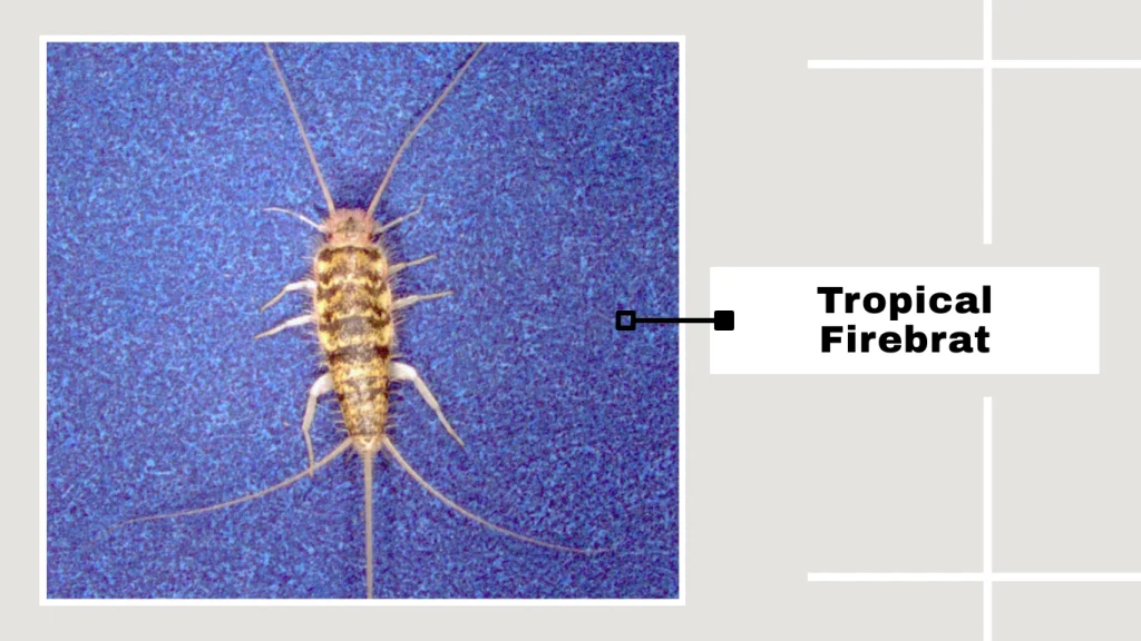 9 Types of Silverfish Found in Houses: How to Get Rid?