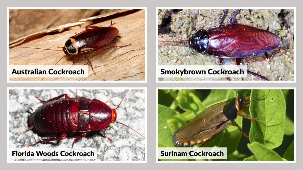 Types of Roaches: How to Identify Different Species