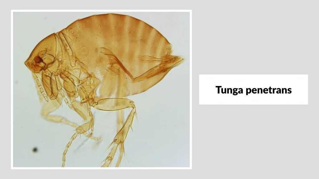 15 Types of Dog Fleas: Identification with Pictures