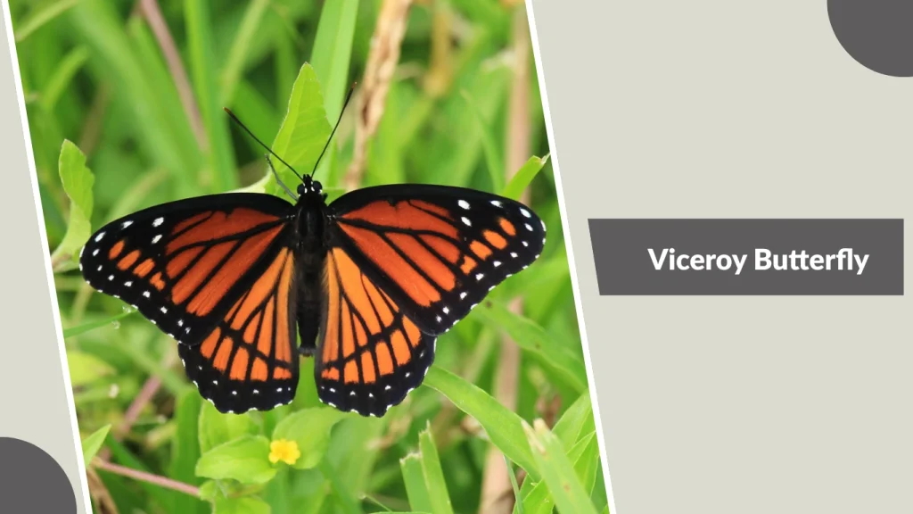 15 Types of Brush-footed Butterflies (Nymphalidae): Identification by ...