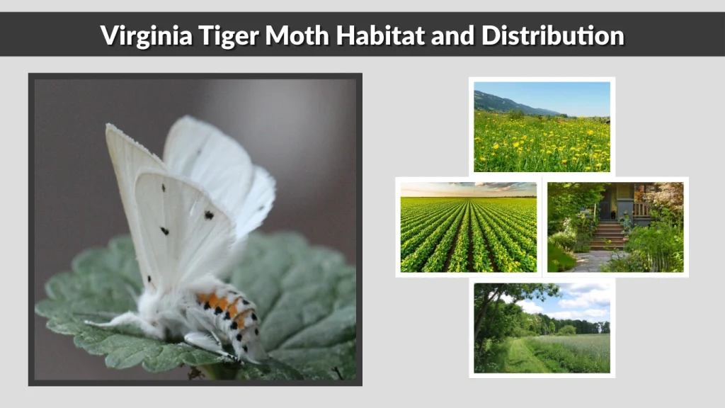Virginia Tiger Moth: Caterpillar, Diet, Life Cycle, and Facts