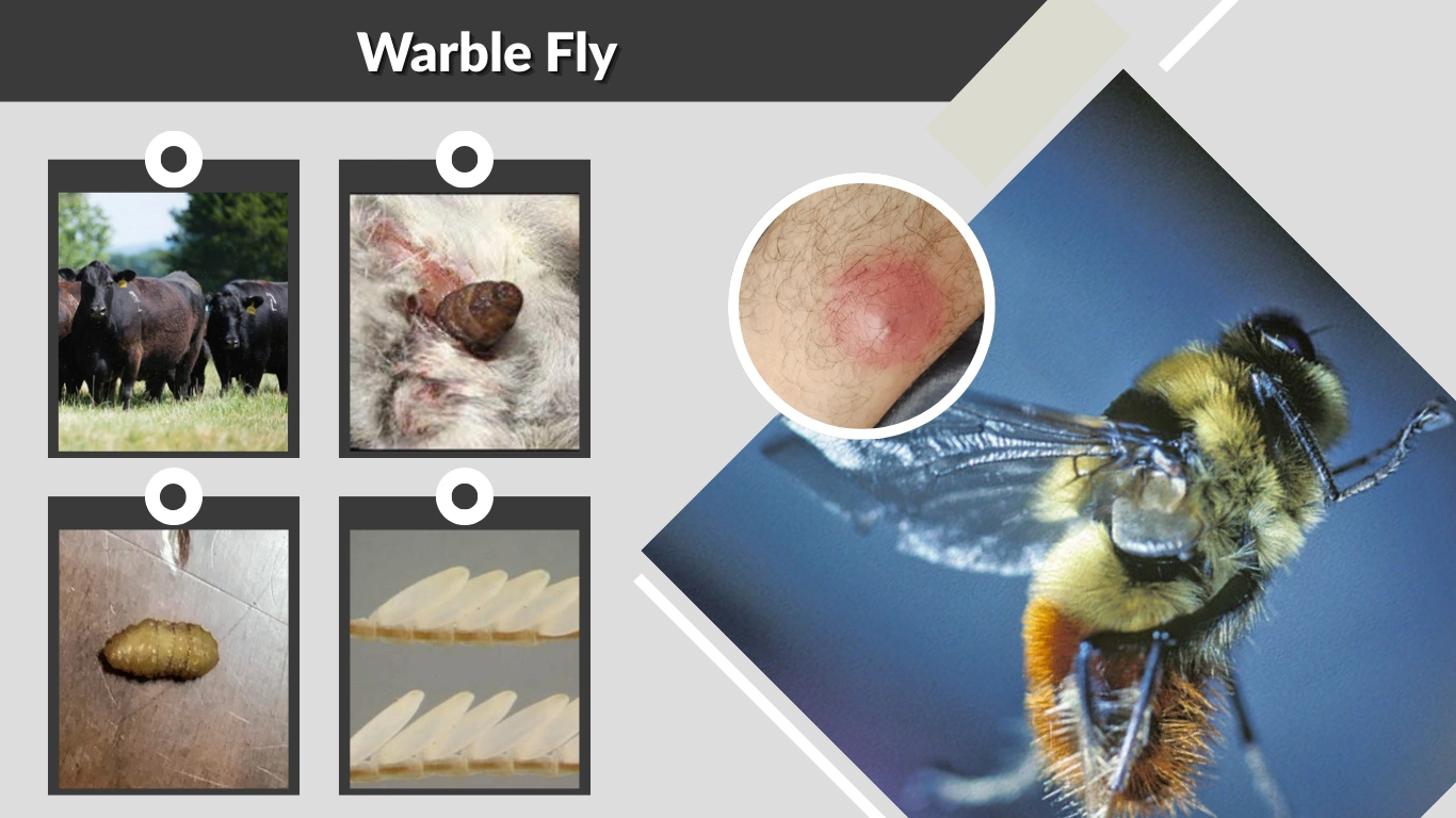 Warble Fly: Identification, Behavior, and Human Impact